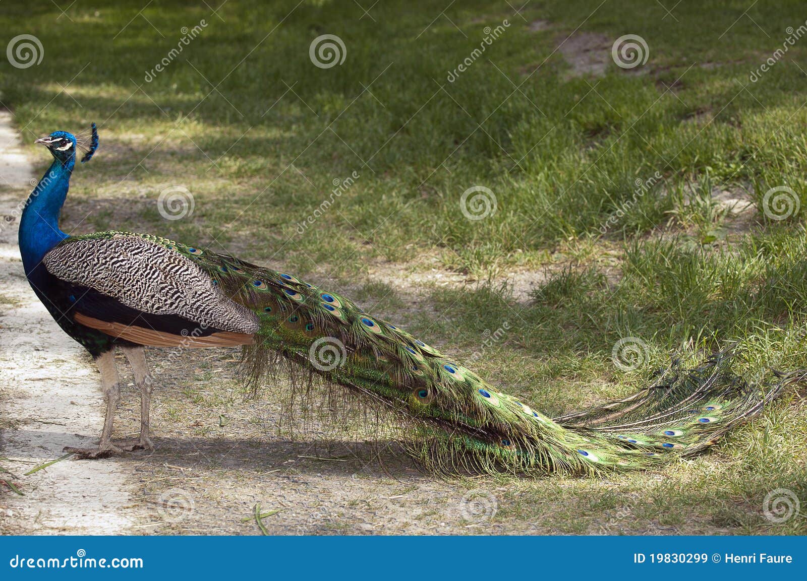 Male peacock stock image. Image of peacock, beautiful - 19830299