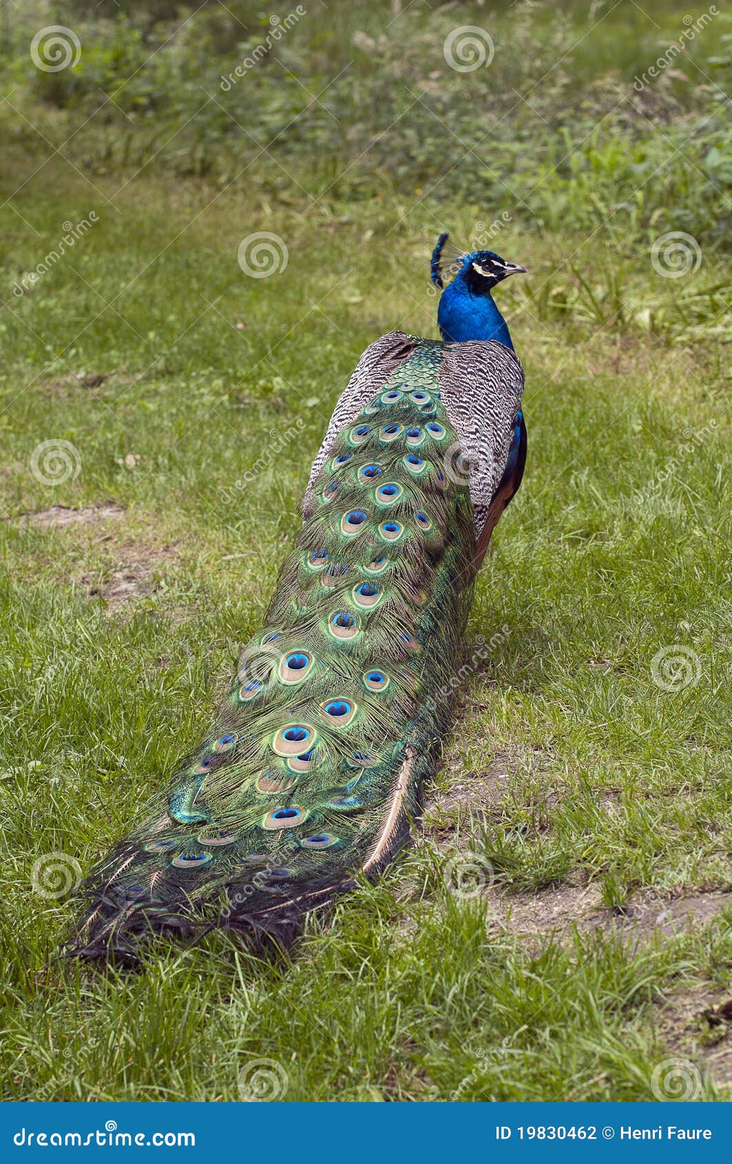 Male peacock stock photo. Image of male, tail, bird, peacock - 19830462