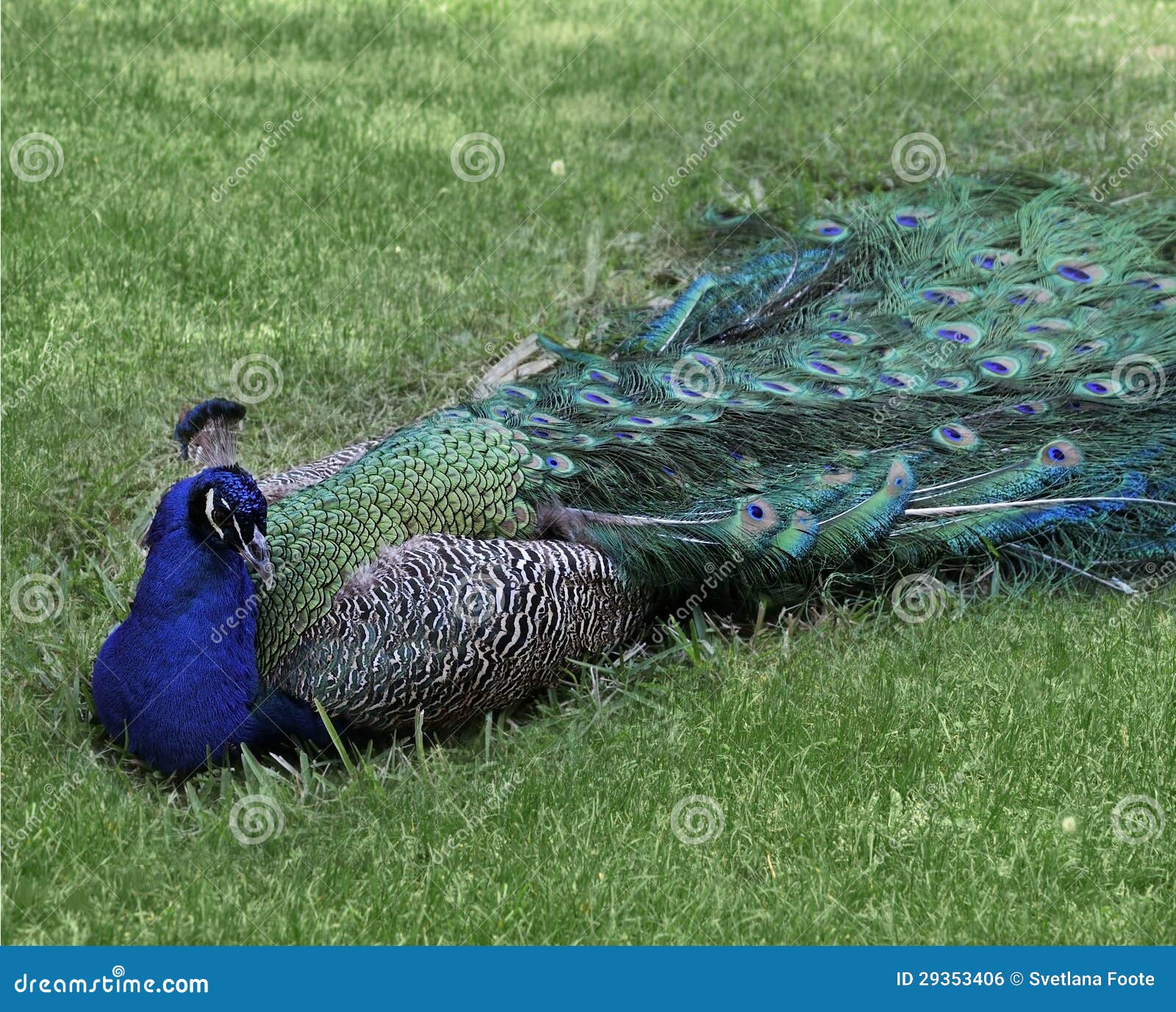 Male Peacock stock photo. Image of park, bird, fauna - 29353406