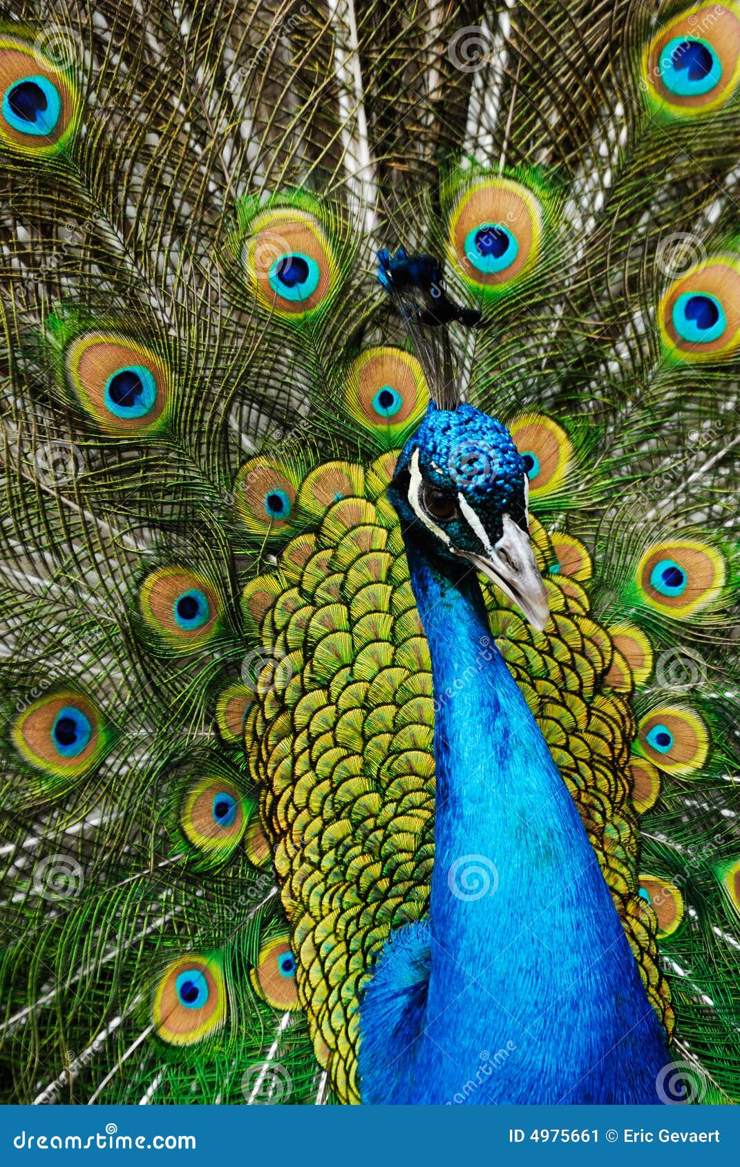 Male peacock stock image. Image of mating, beak, courtship - 4975661