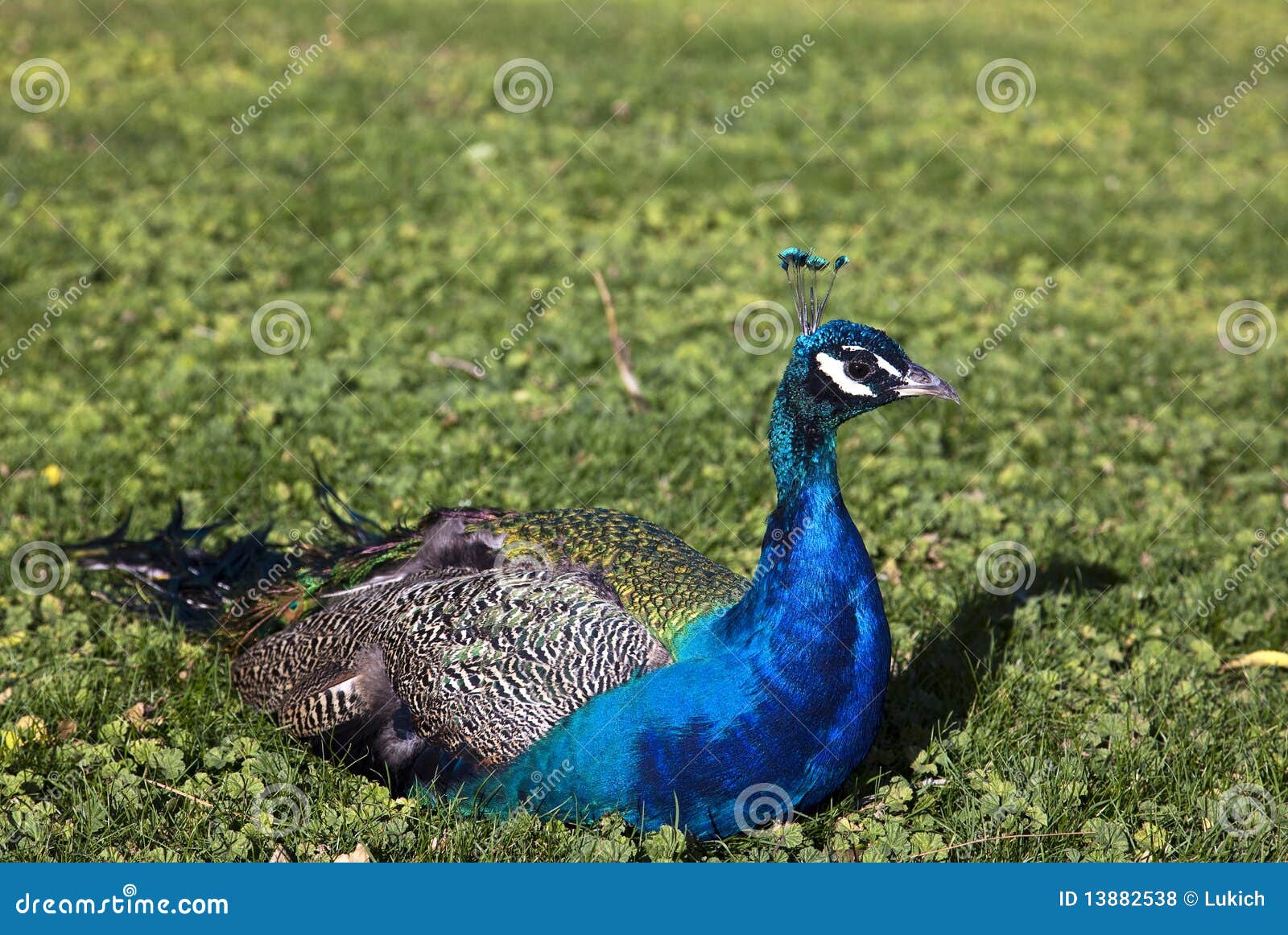 Male peacock bird stock photo. Image of grass, coloured - 13882538