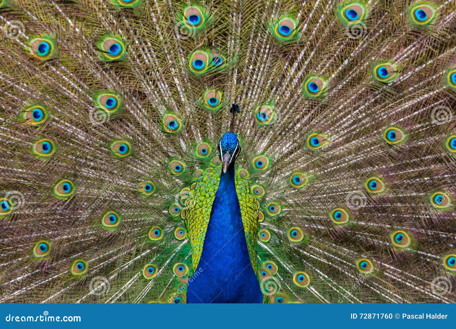 Male Peacock stock photo. Image of courtship, bright - 72871760