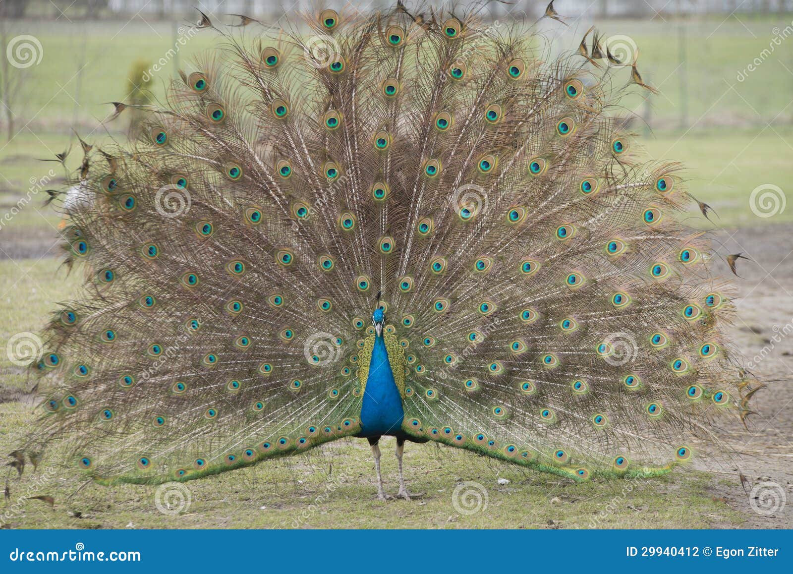 Male peacock stock photo. Image of peacock, feather, descriptive - 29940412