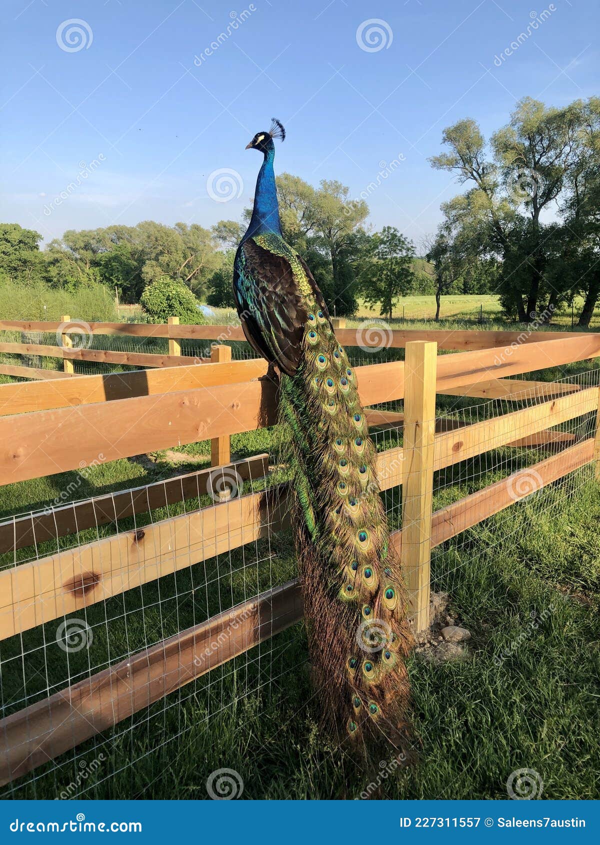 Male Peacock On Fence Stock Image Image Of Sitting 227311557