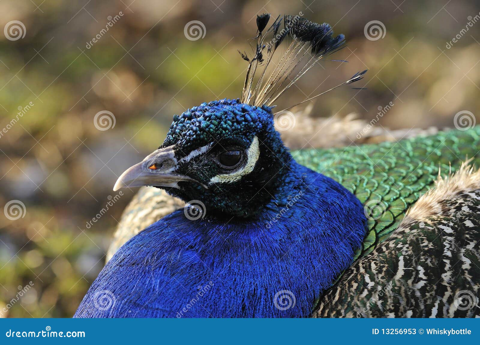 Male Peacock or Peafowl stock image. Image of bird, parkland - 13256953