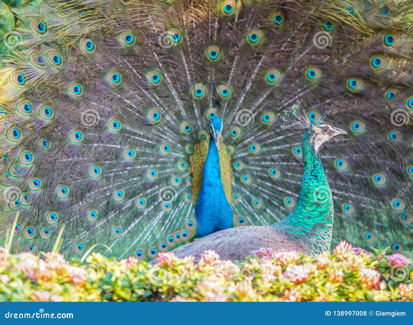 The Male Peacock Spread Tail-feathers Looking Female Peacock, Focus ...