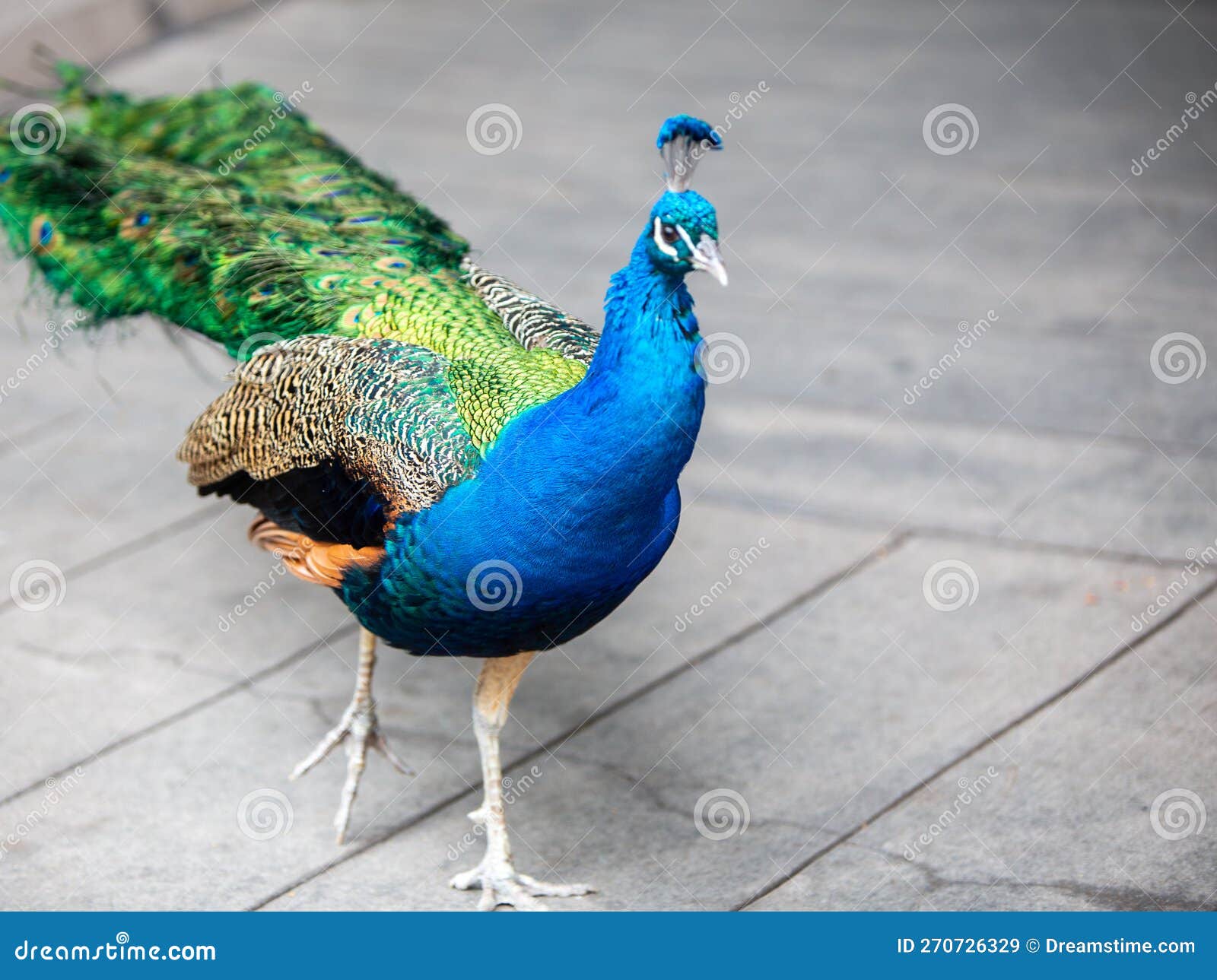 Male Peacock Strutting Along Stock Image - Image of nature, moving ...