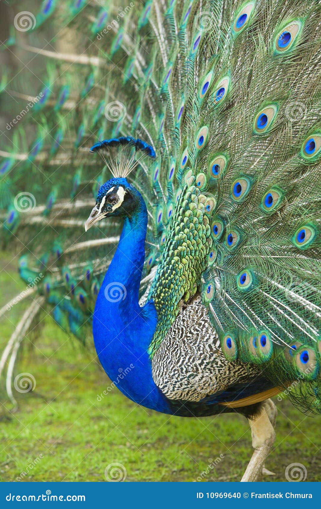 Male Peacocks Feathers