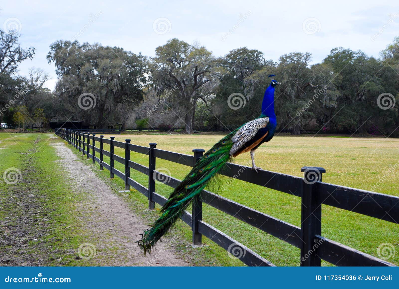 Male Peacock stock photo. Image of mammal, mane, pony - 117354036 Male Peacock stock photo. Image of mammal, mane, pony - 117354036