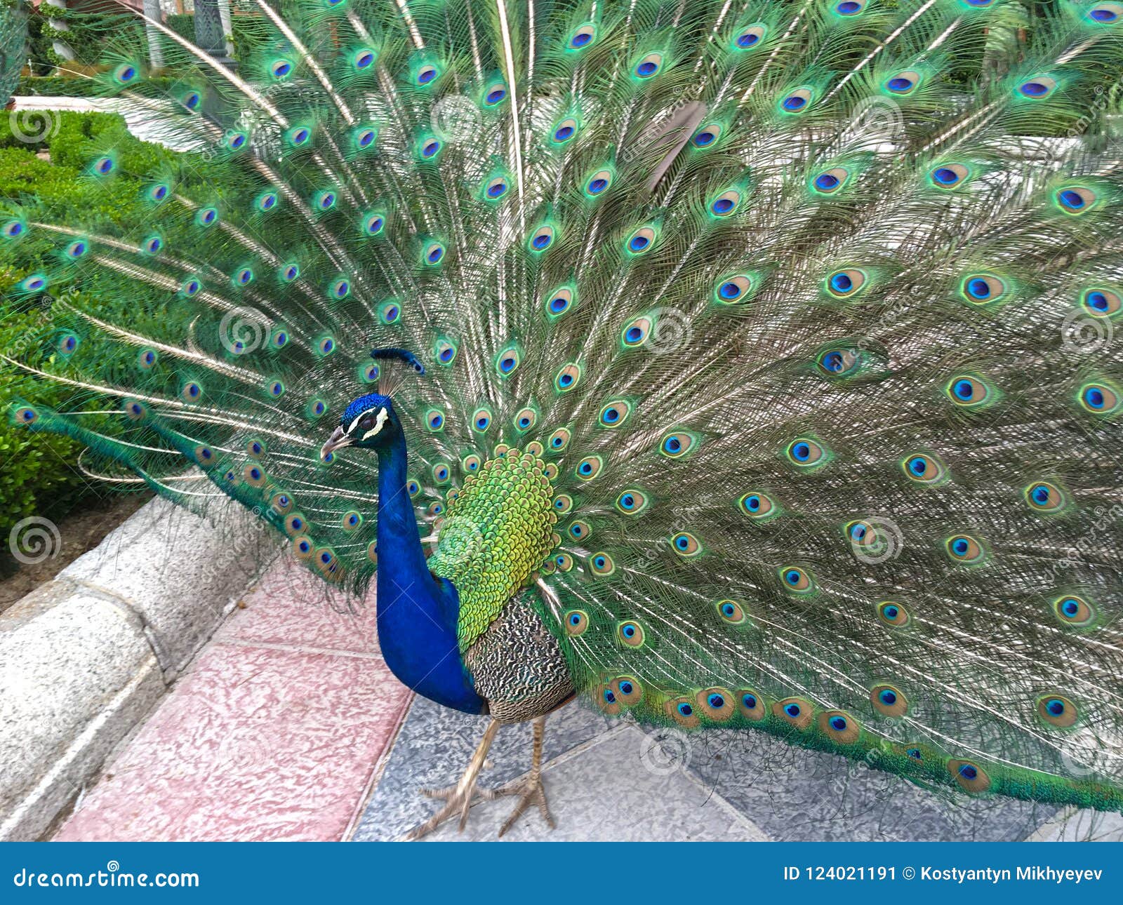 Peacock Walking In The Park Stock Image Image Of Male Peacock 124021191