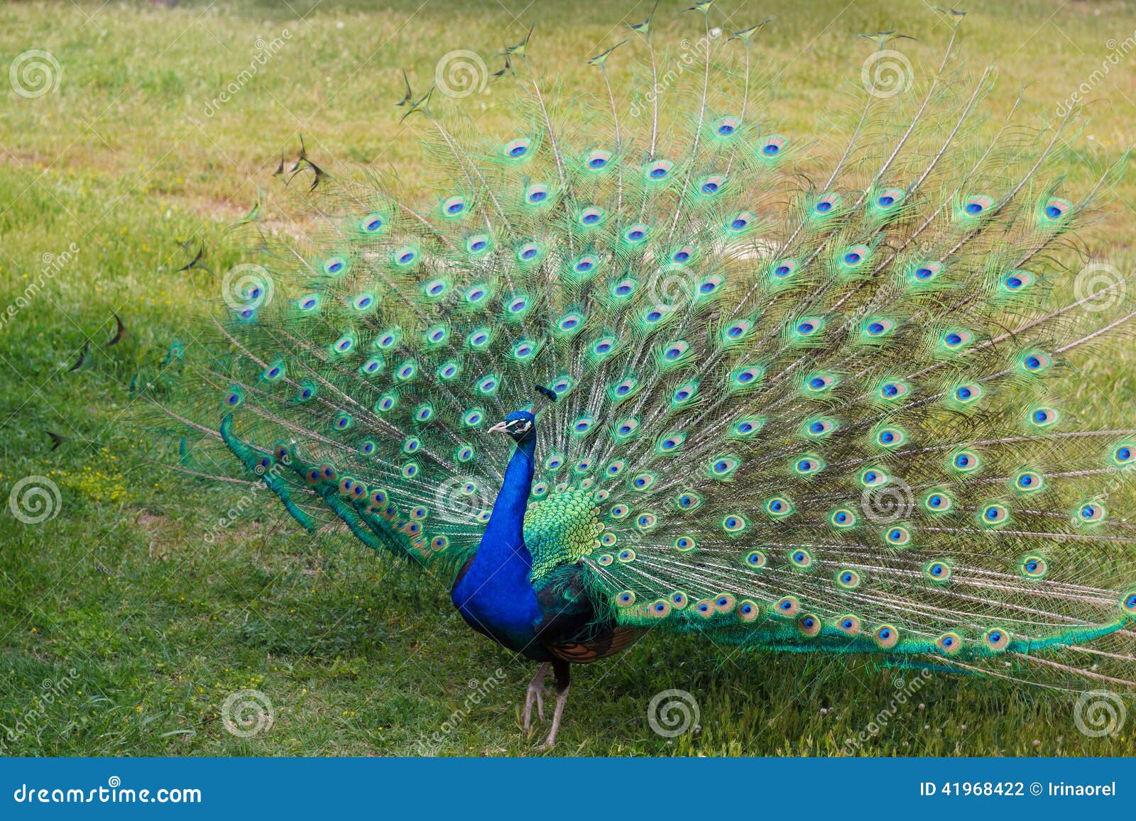 Male Peacock Stock Photo | CartoonDealer.com #80925924 Male Peacock Stock Photo | CartoonDealer.com #80925924