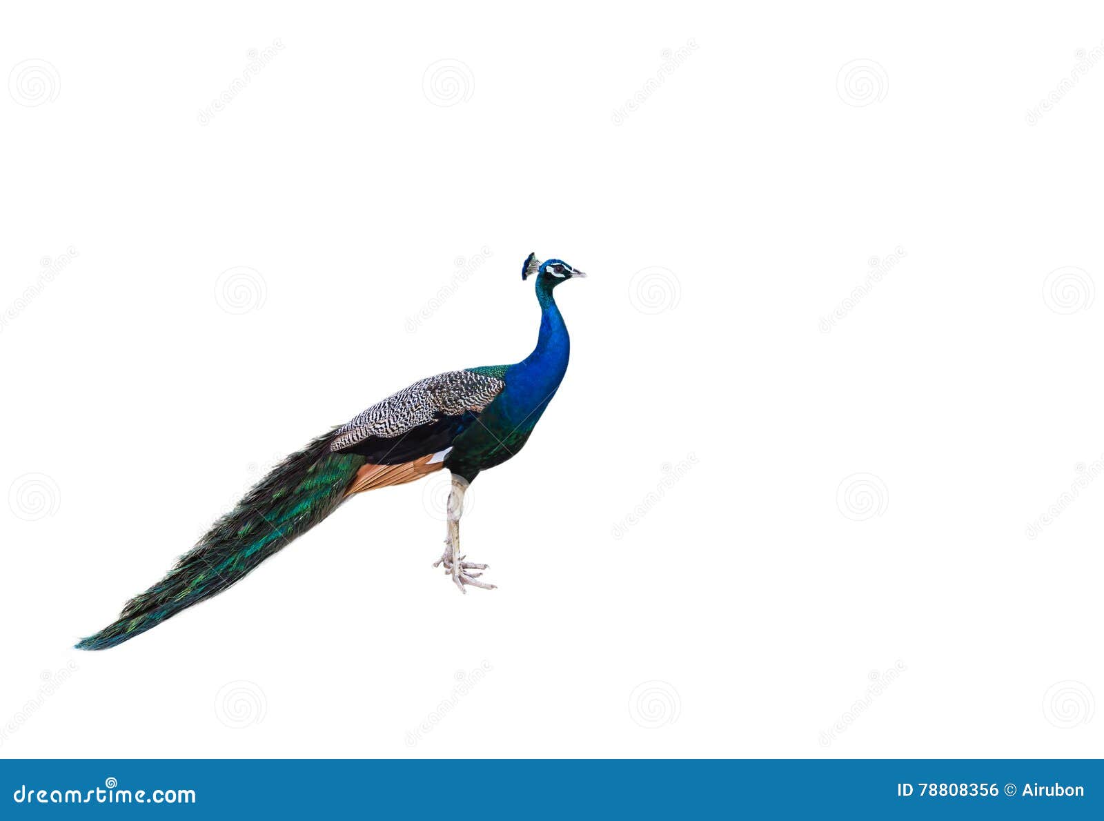 Male Peacock on White Background Stock Photo - Image of looking, green ...