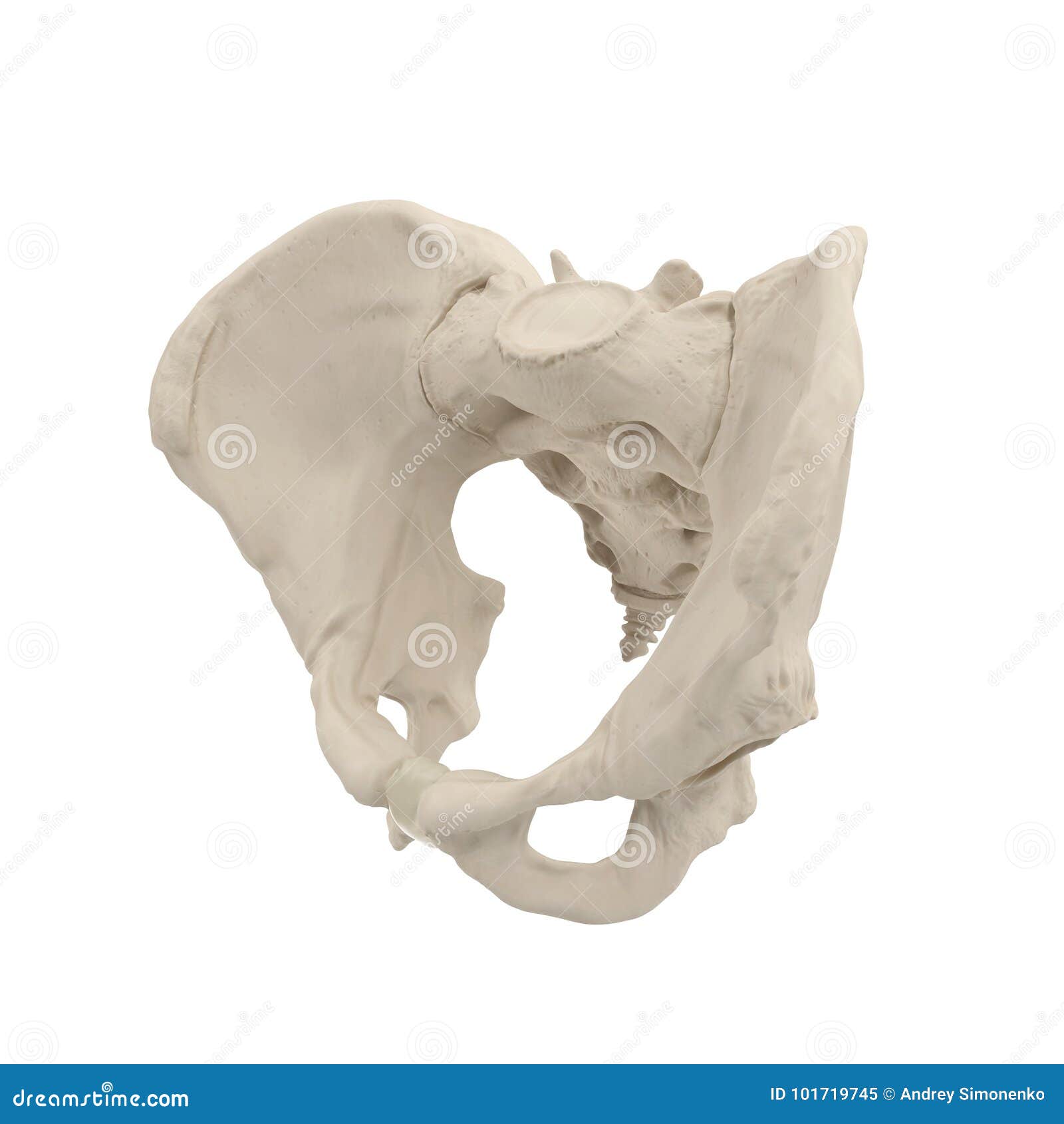 Pelvis Skeleton Silhouette Icon Cartoon Vector | CartoonDealer.com ...