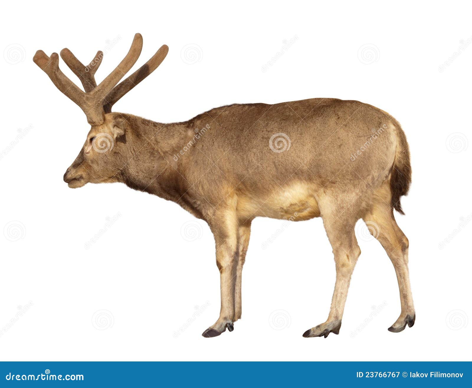 Male of Pere David s Deer stock image. Image of wildlife - 23766767