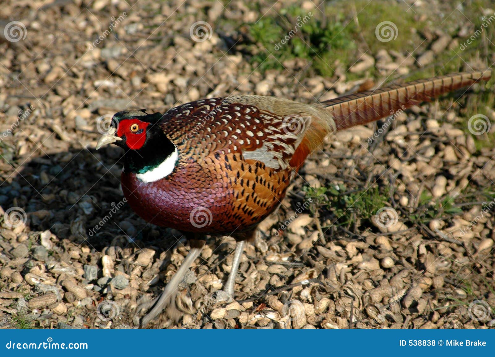 Male Pheasant stock photo. Image of rural, wings, bird - 538838
