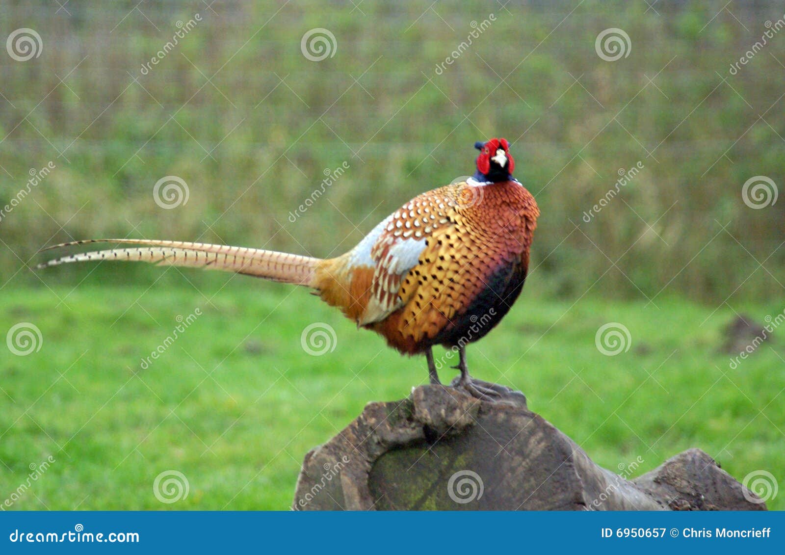 Male Pheasant stock image. Image of pheasants, meadows - 6950657