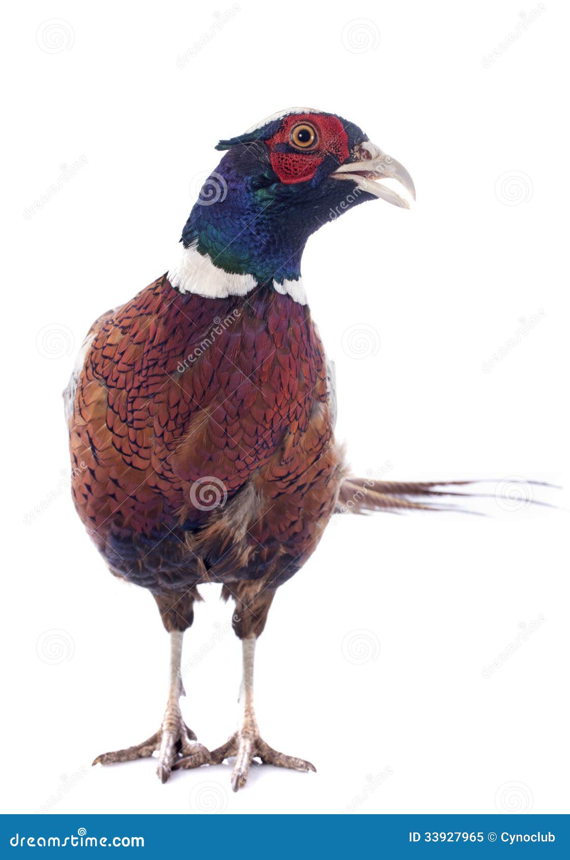 Male pheasant stock image. Image of male, phasianus, colchicus - 33927965