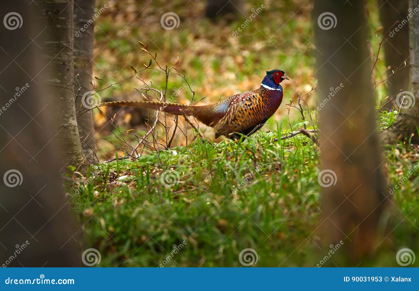 Male Pheasant in the Forest Stock Image - Image of wildlife, animal ...