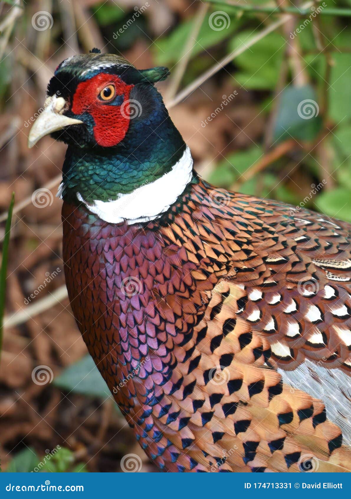 A Beautiful Male Pheasant in Pristine Condition Stock Image - Image of ...
