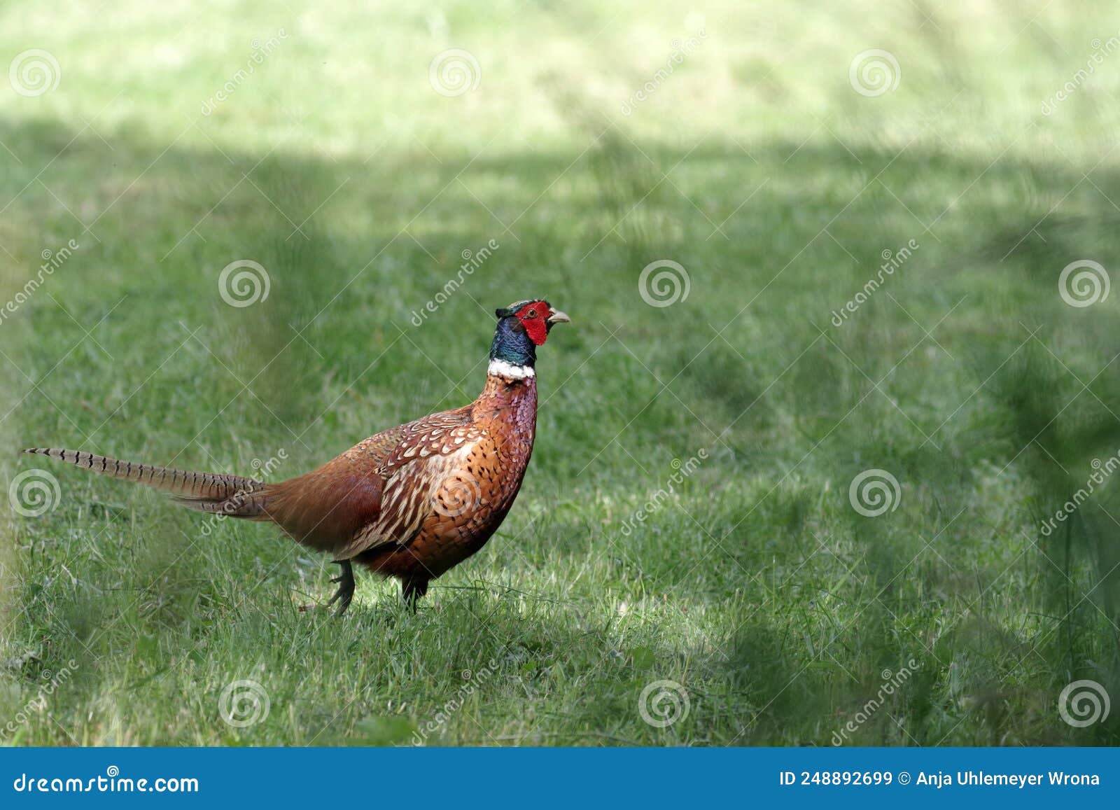 The Male Pheasant Has Colorful Plumage Stock Image - Image of phasanius ...
