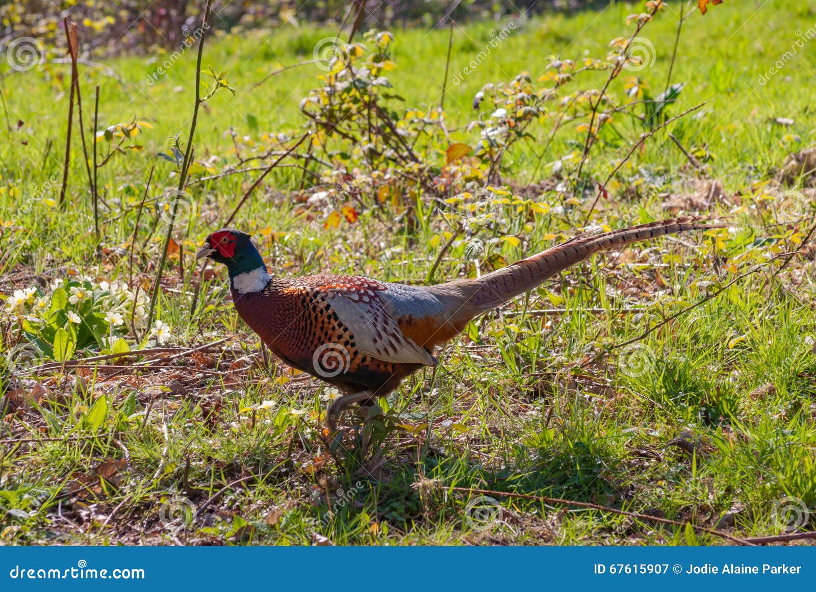 Male Pheasant Running in a Field Stock Image - Image of grass, outdoor ...