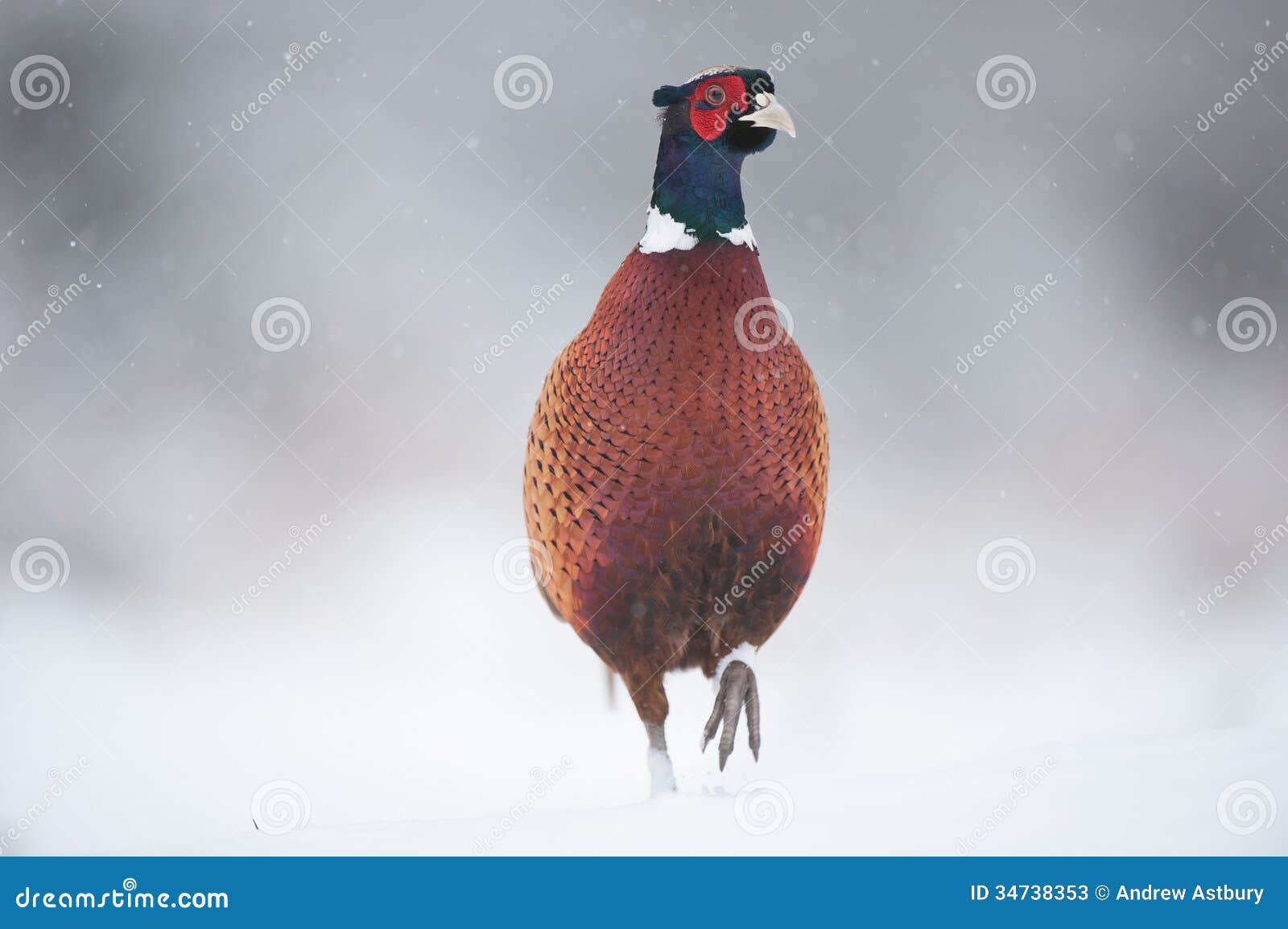 Male Pheasant in Snow stock image. Image of pheasant - 34738353