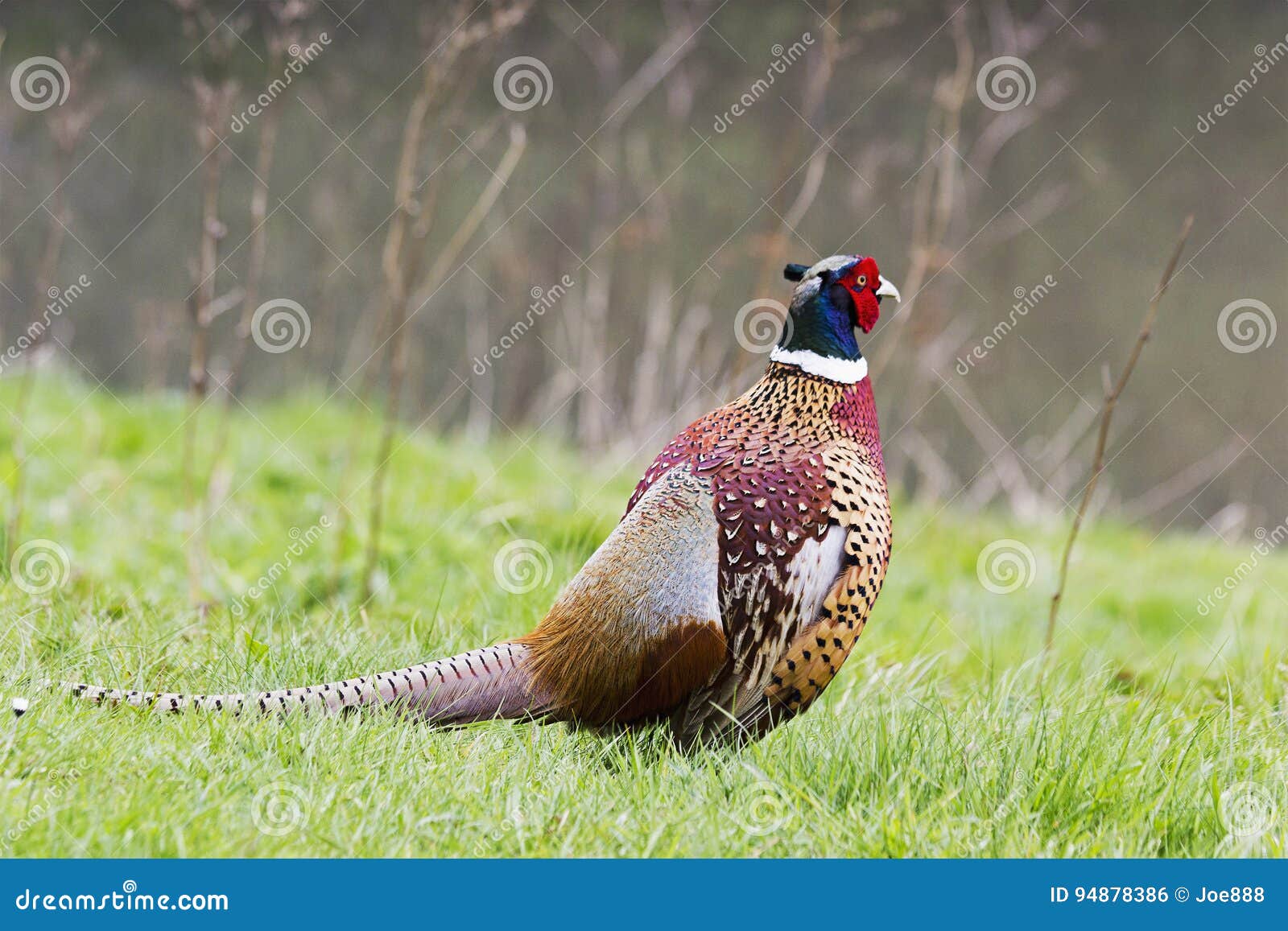 1581 Male Pheasant Standing Stock Photo - Image of phasianus, bird ...