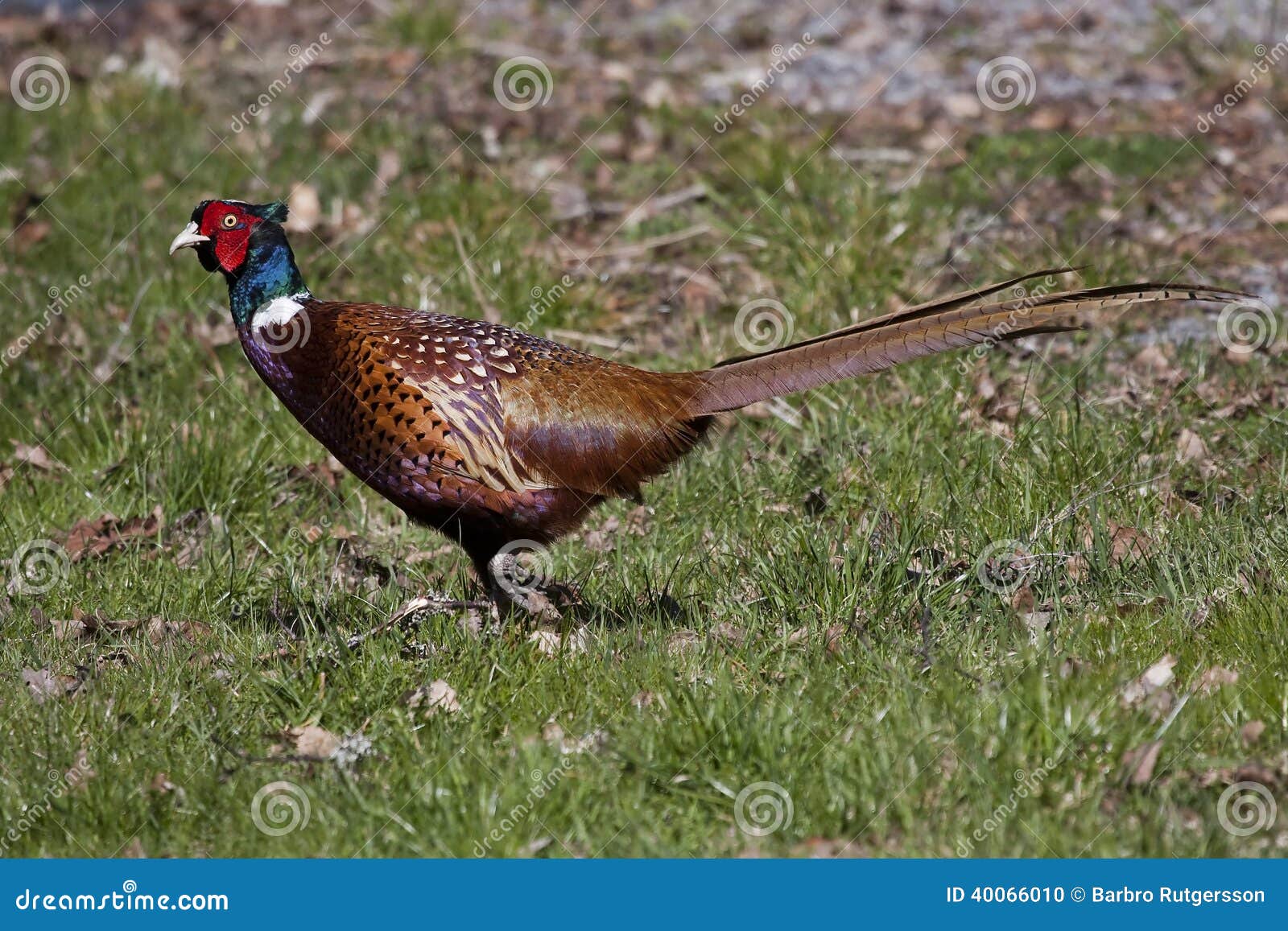 Male pheasant stock photo. Image of pheasants, galliformes - 40066010