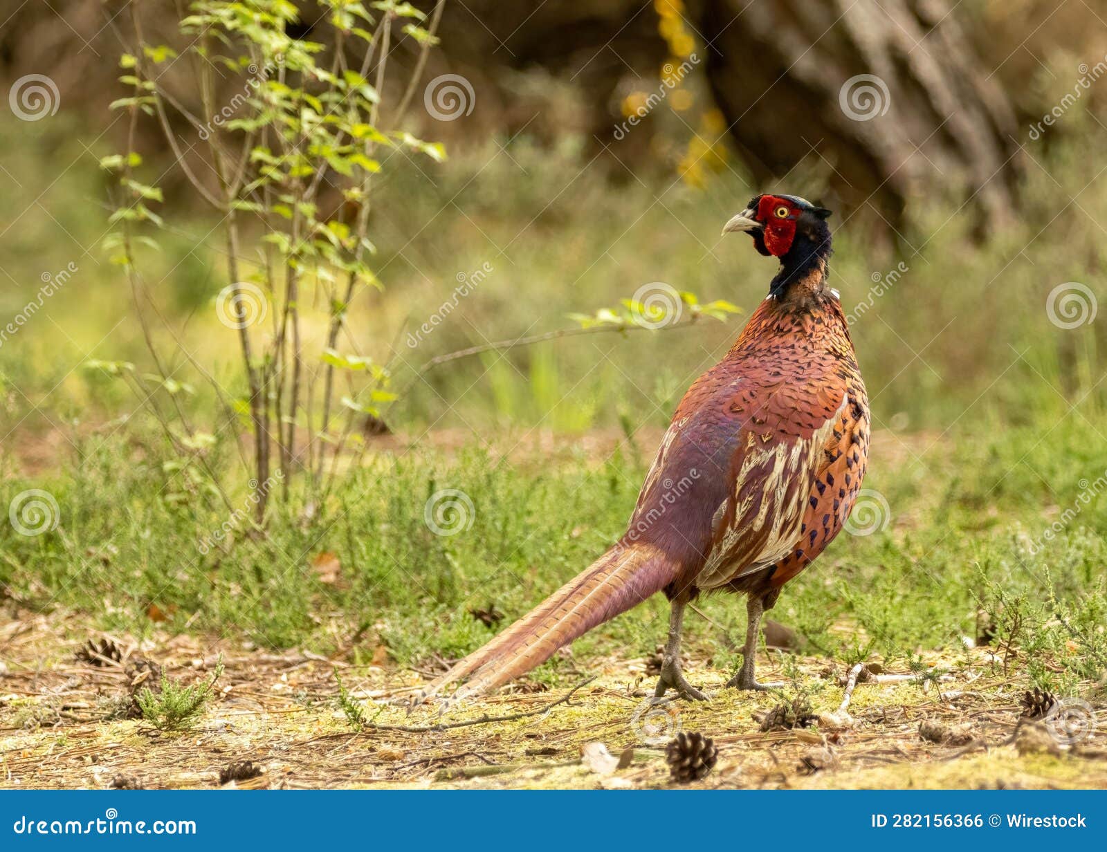 Male Pheasant Walking through the Woodland Stock Photo - Image of ...