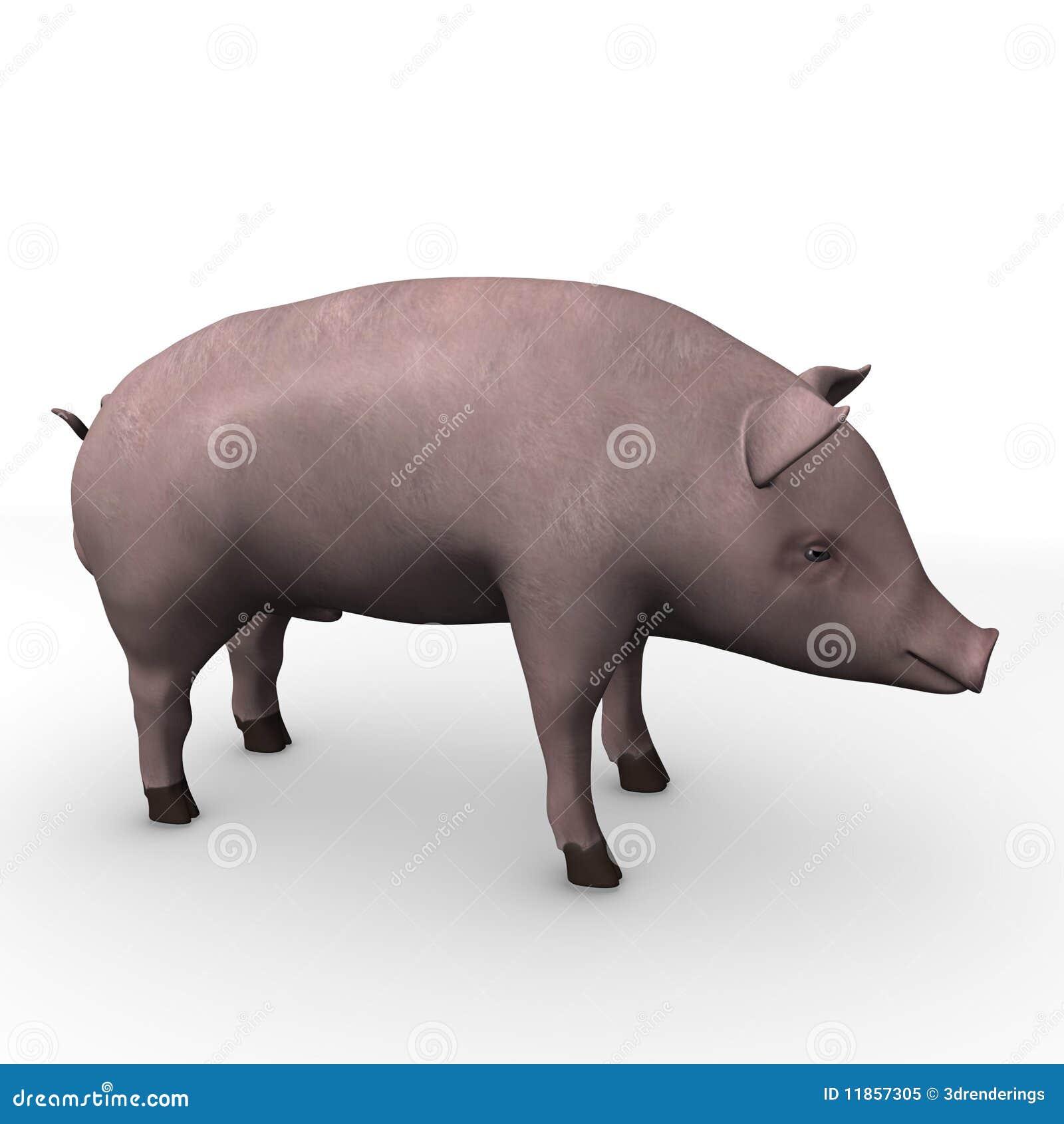 Male pig stock illustration. Illustration of girl, bacon - 11857305