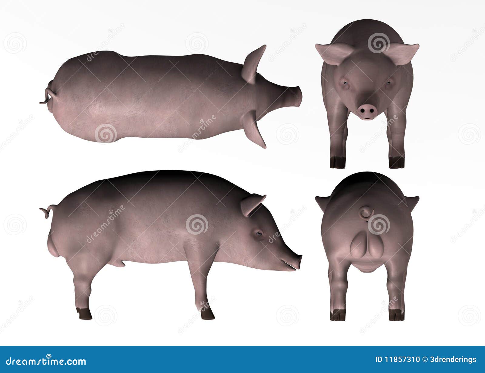 Male Pig Stock Photo - Image: 11857310