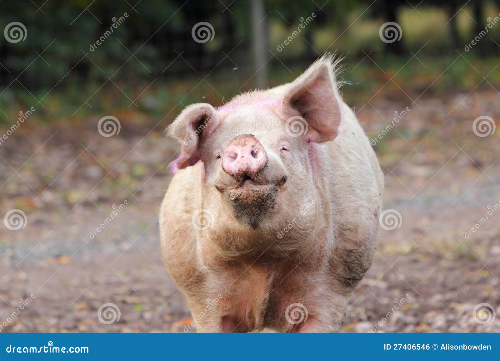 A male pig stock photo. Image of bacon, breeding, male - 27406546