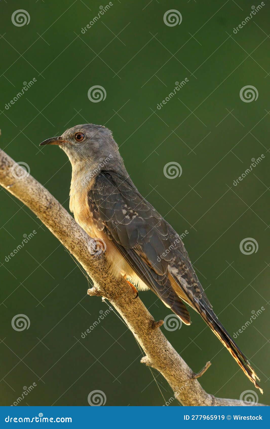 Male Plaintive Cuckoo Perching on Tree Branch Stock Image - Image of ...