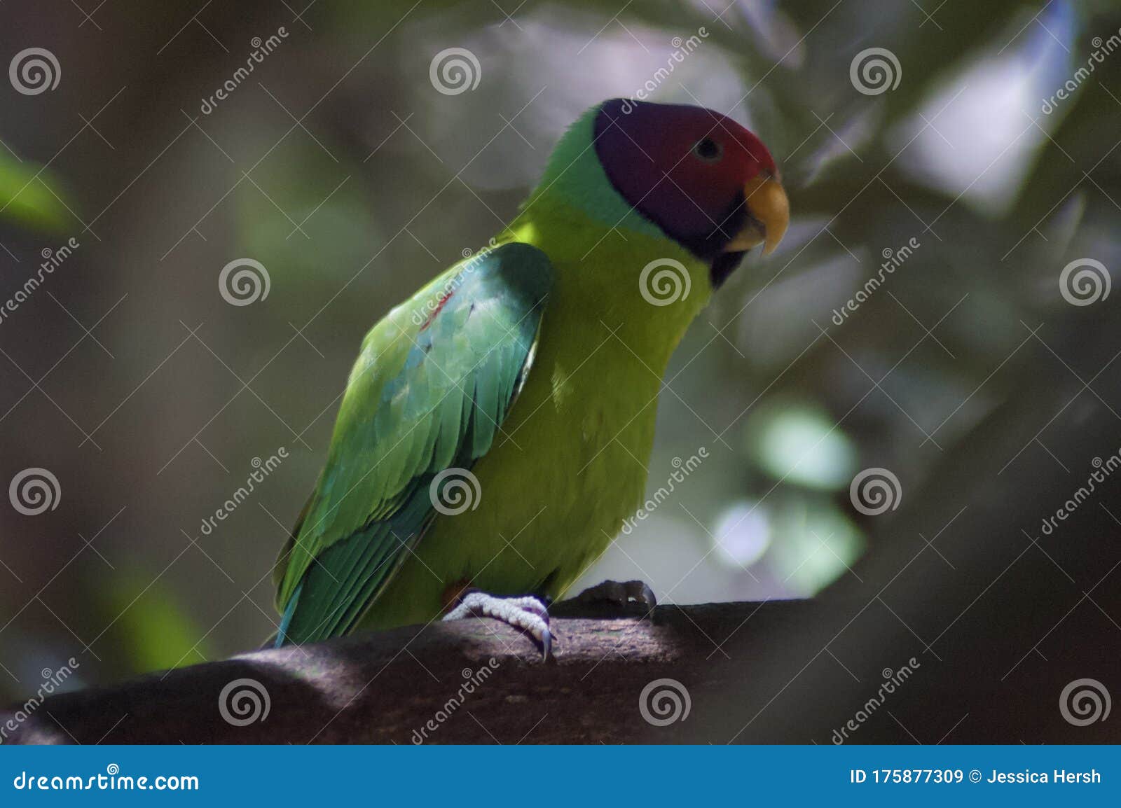 Plum Headed Parakeet stock image. Image of animal, parakeet - 175877309