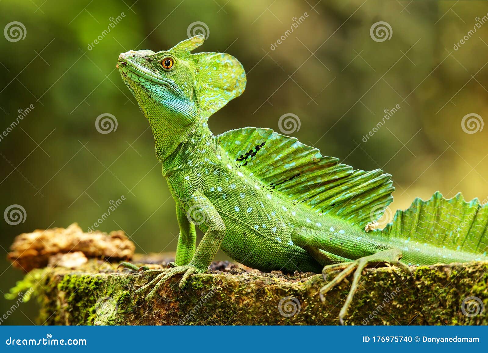 Male Plumed Basilisk Sitting On A Log, Costa Rica Royalty-Free Stock ...
