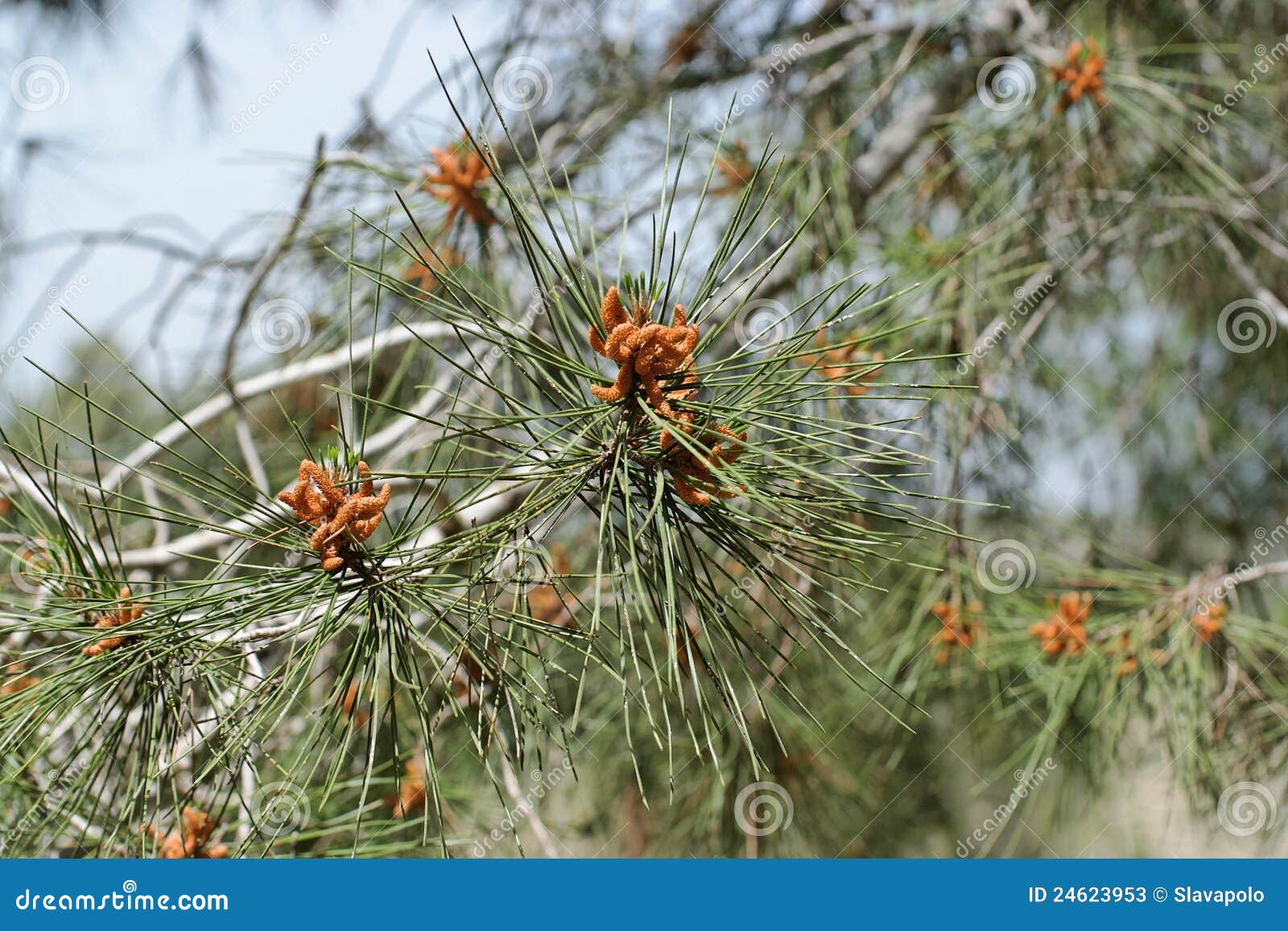 Male Pollen Cones on Pine Tree Stock Image - Image of macro, strobilus ...