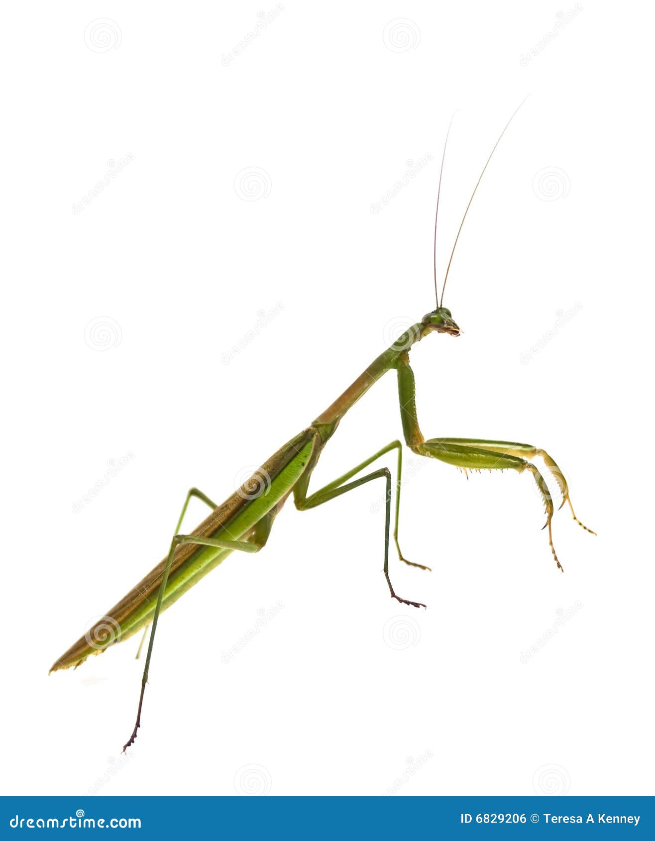 Male Praying Mantis stock photo. Image of mantis, praying - 6829206