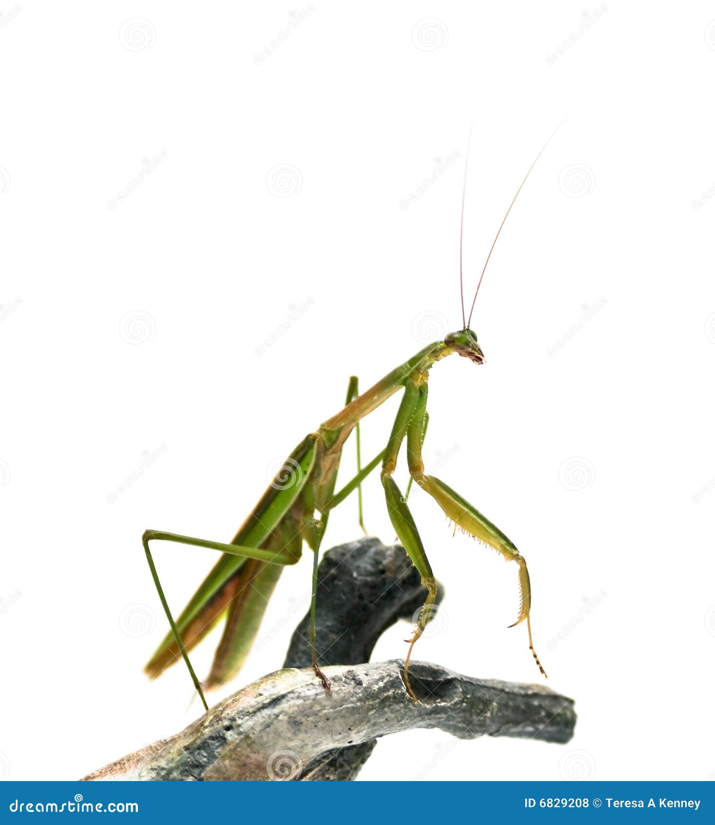 Male Praying Mantis stock photo. Image of like, looking - 6829208