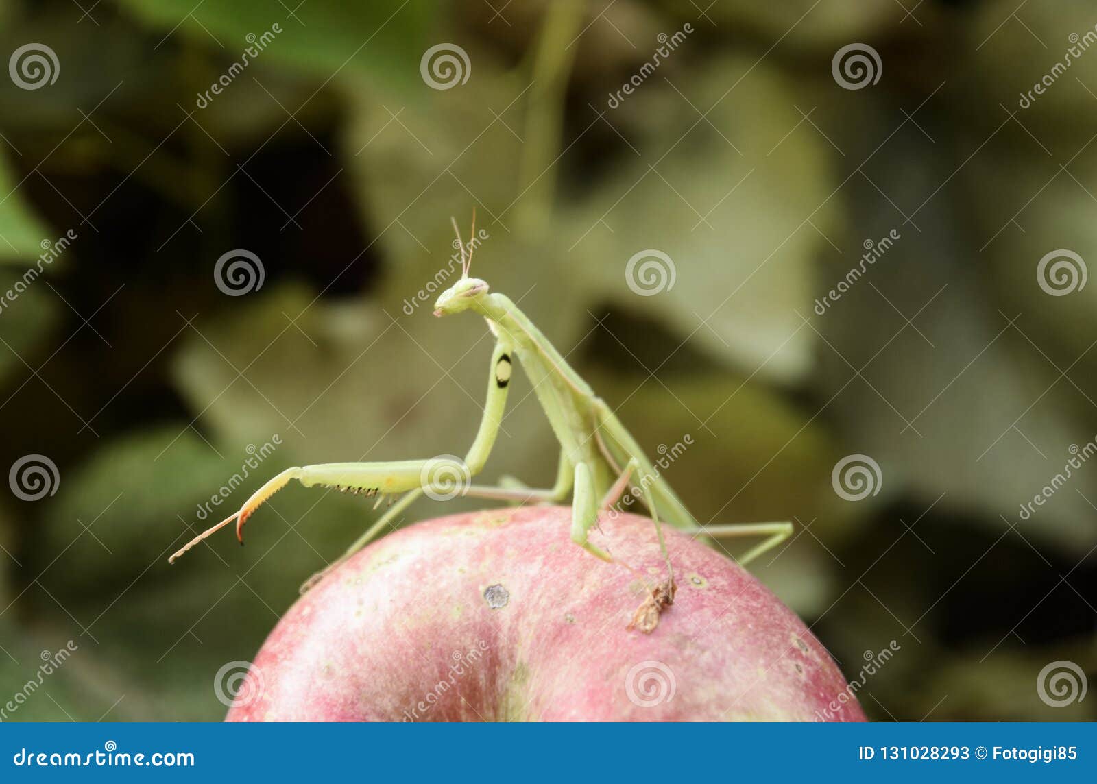 The Male Praying Mantis on the Apple. Mantis Looking for Prey. Mantis ...