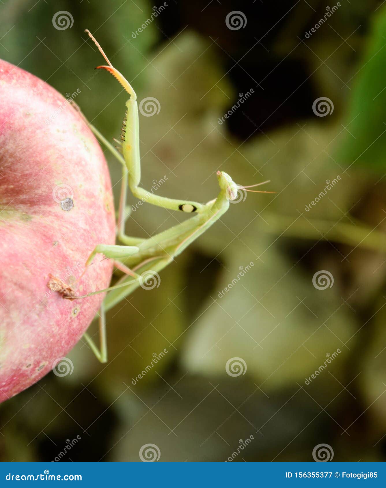 The Praying Mantis on the Apple. Mantis Looking for Prey. Mantis Insect ...