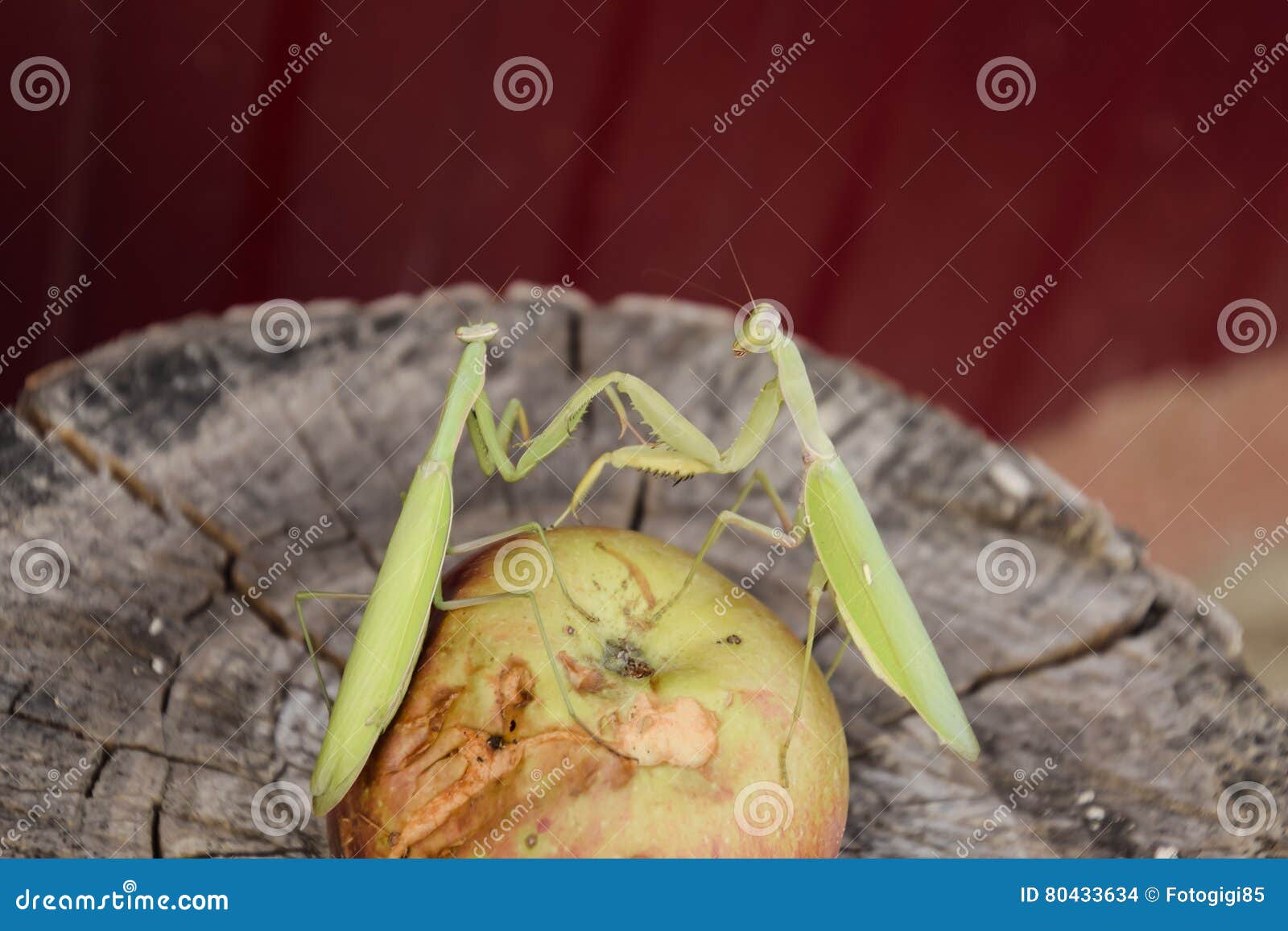 The Male Praying Mantis on the Apple. Mantis Looking for Prey. Mantis ...
