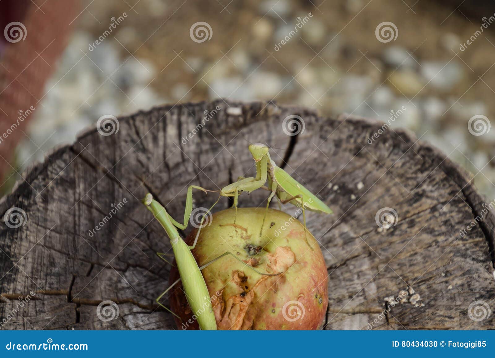 The Male Praying Mantis on the Apple. Mantis Looking for Prey. Mantis ...