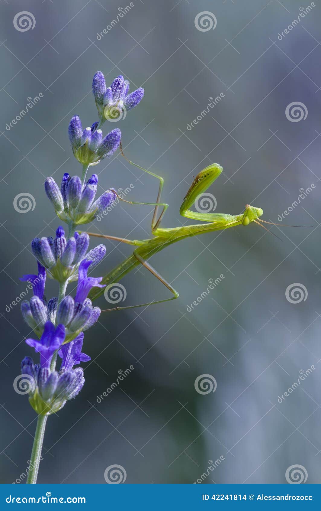 Male praying mantis stock photo. Image of wildlife, background - 42241814