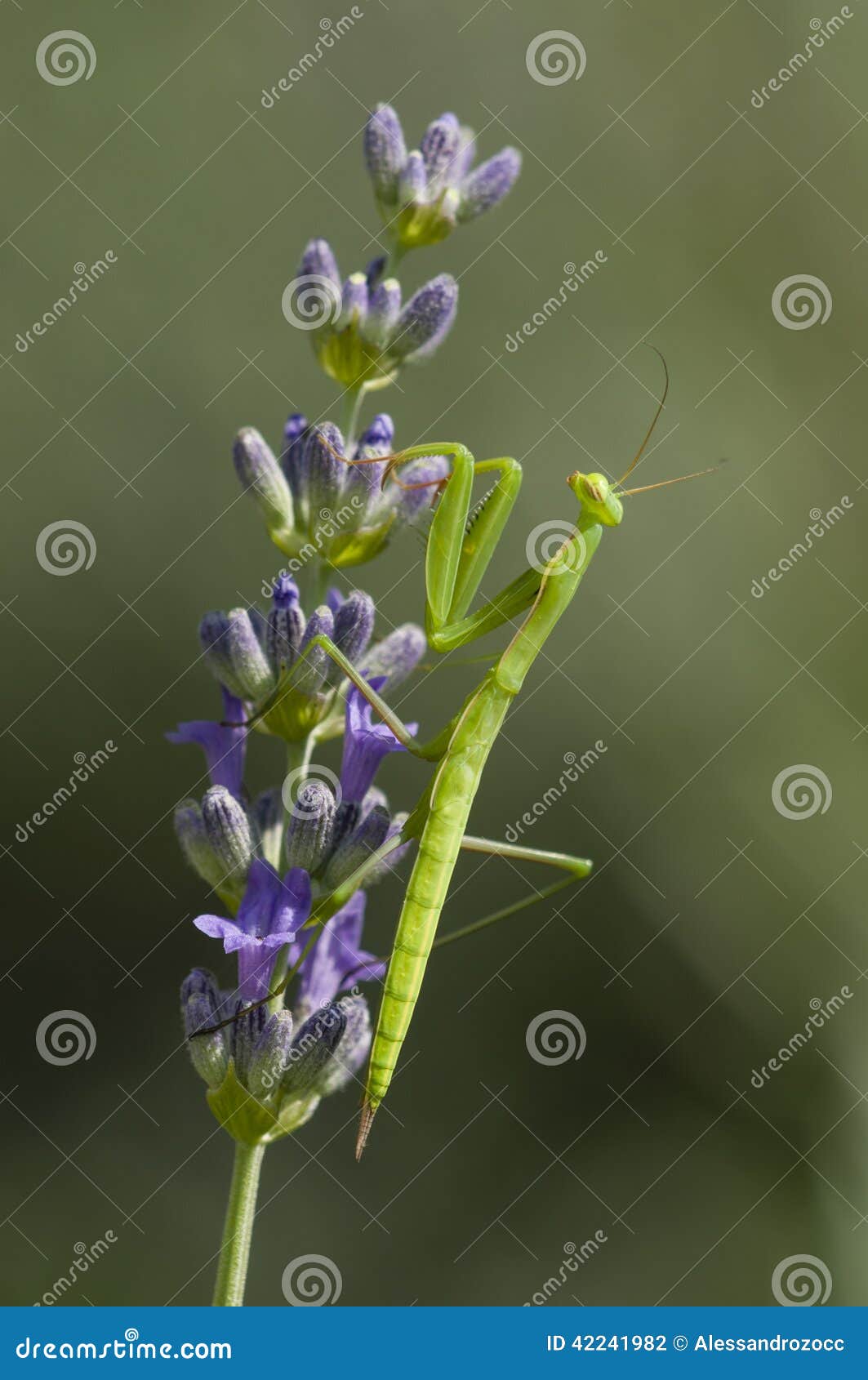 Male praying mantis stock photo. Image of insect, view - 42241982