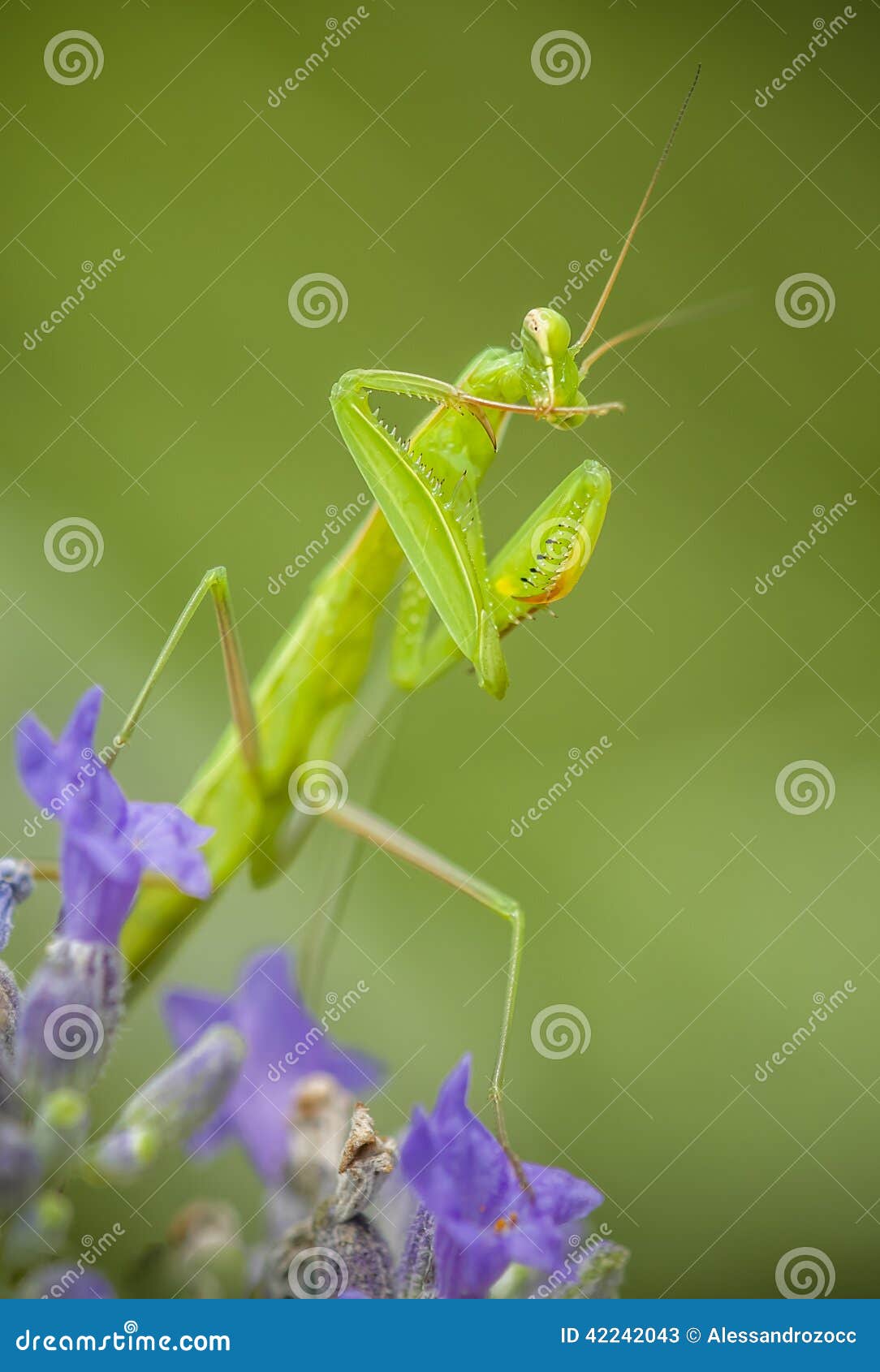 Male praying mantis stock image. Image of praying, background - 42242043