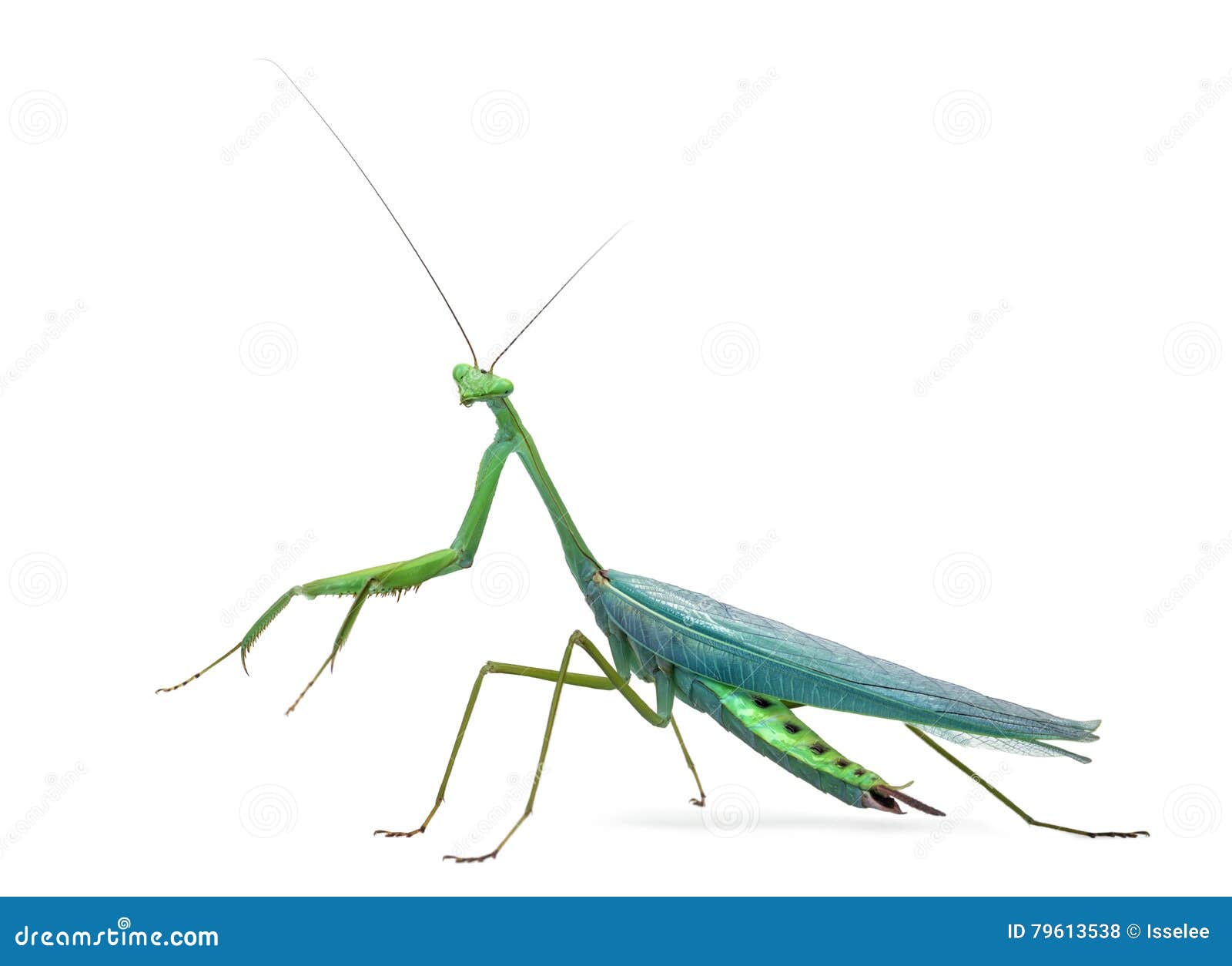 Male Praying Mantis - Macromantis Ovalifolia Stock Photo - Image of ...