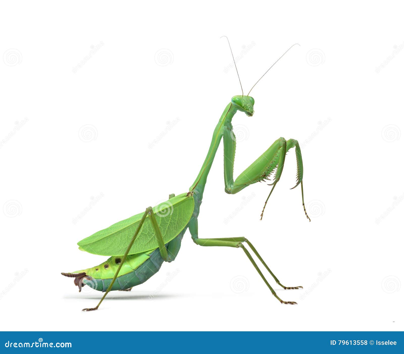 Male Praying Mantis - Macromantis Ovalifolia Stock Photo - Image of ...