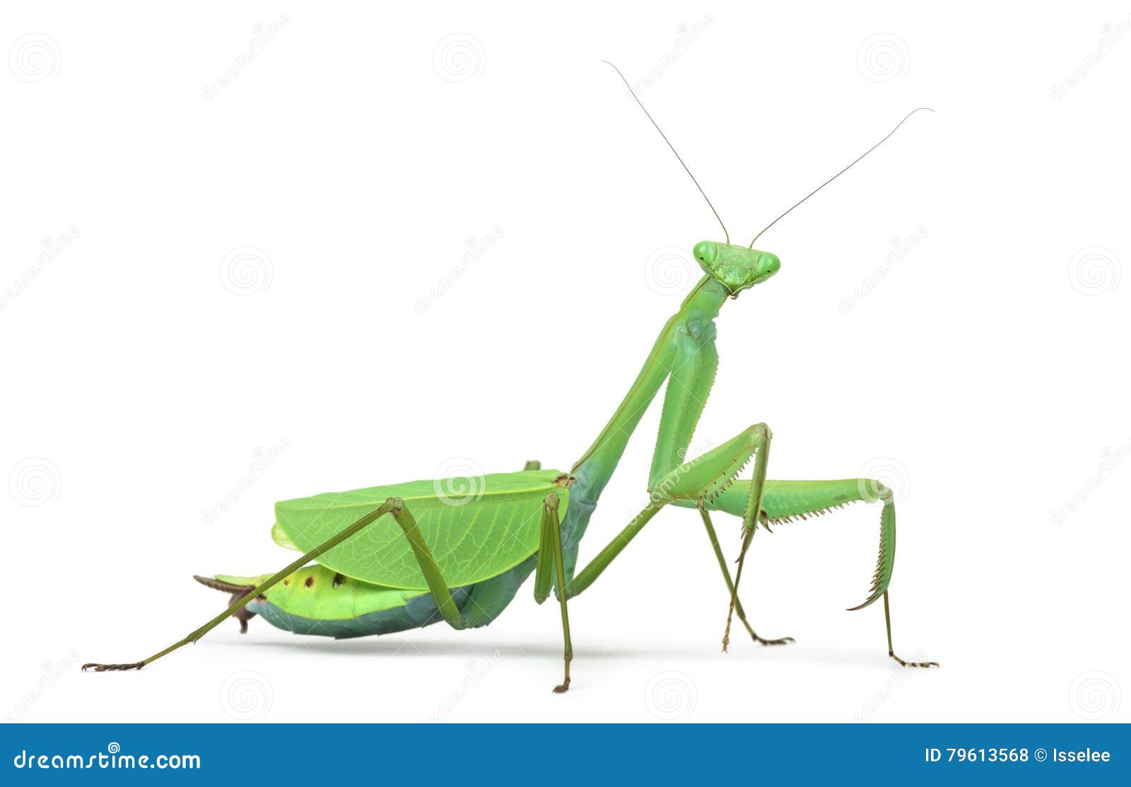 Male Praying Mantis - Macromantis Ovalifolia Stock Photo - Image of ...