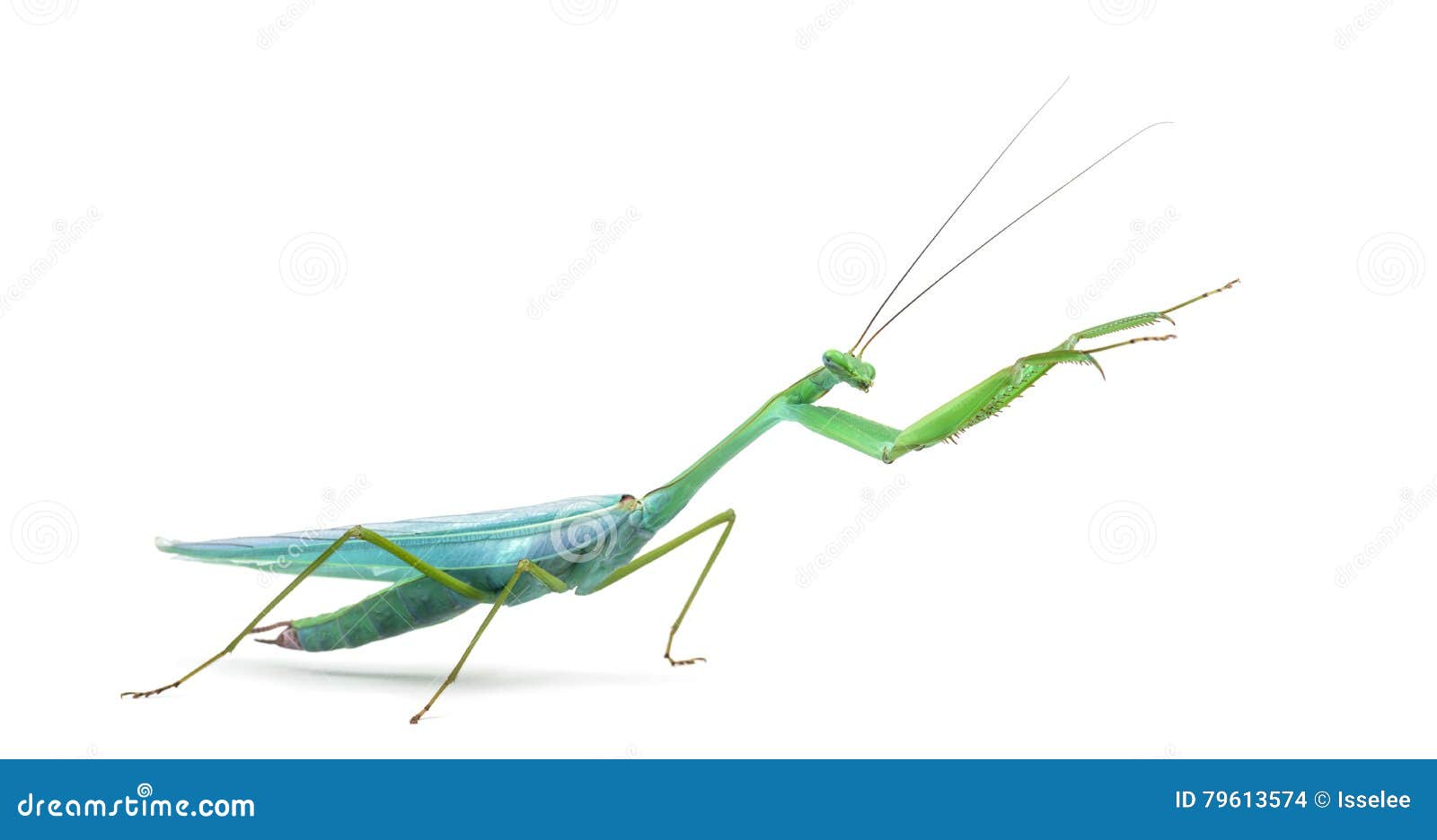 Male Praying Mantis - Macromantis Ovalifolia Stock Photo - Image of ...