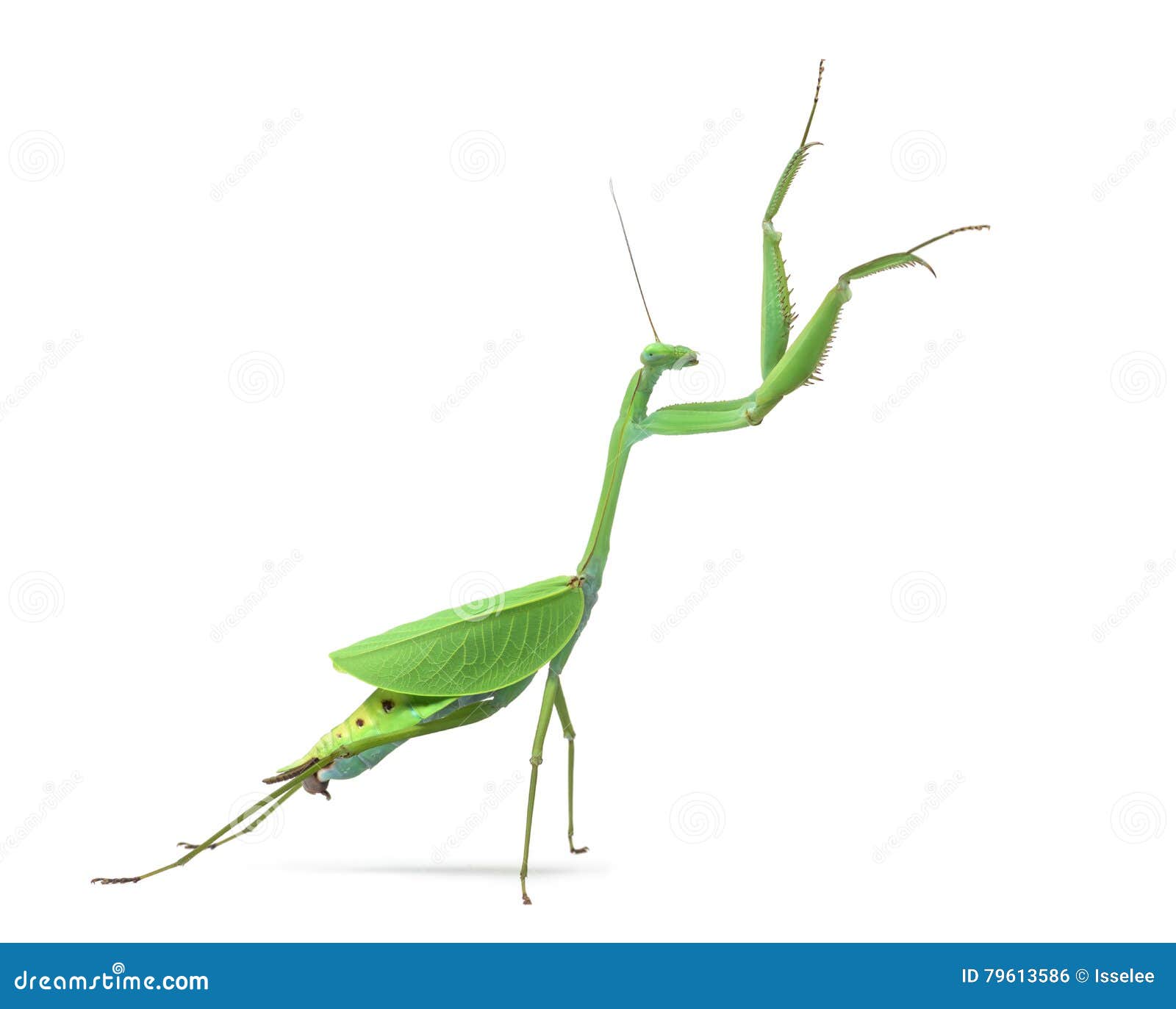 Male Praying Mantis - Macromantis Ovalifolia Stock Photo - Image of ...